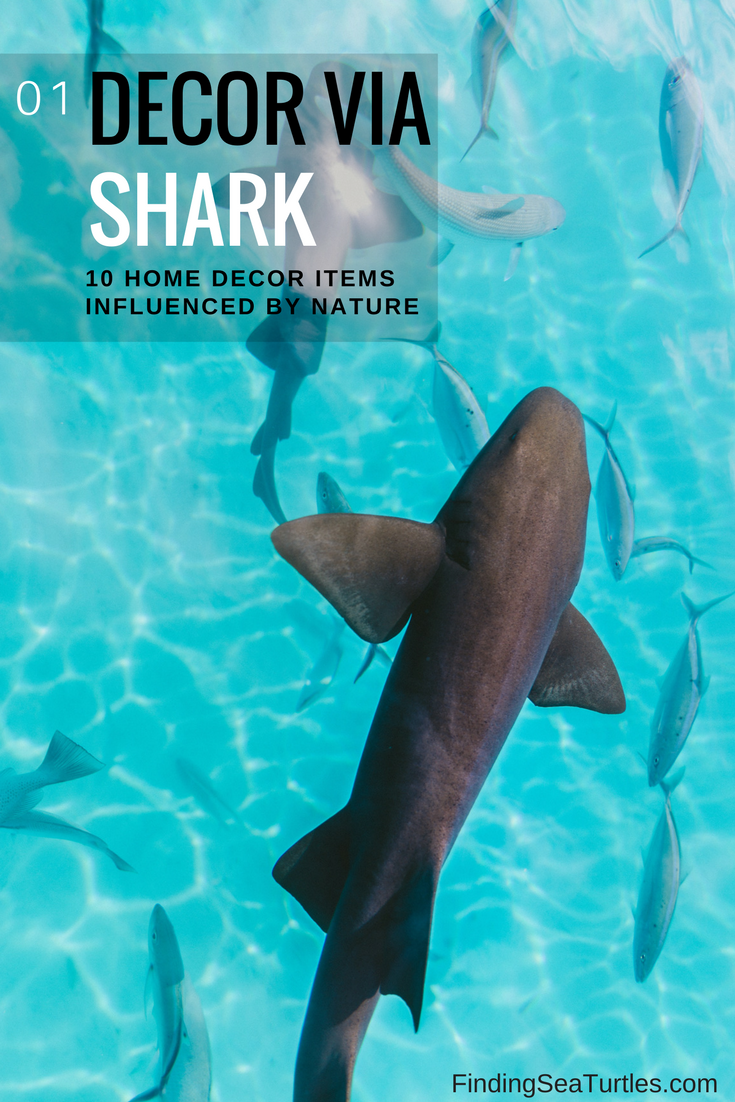 10 Cool Ways to Let Some Shark! Into Your Home