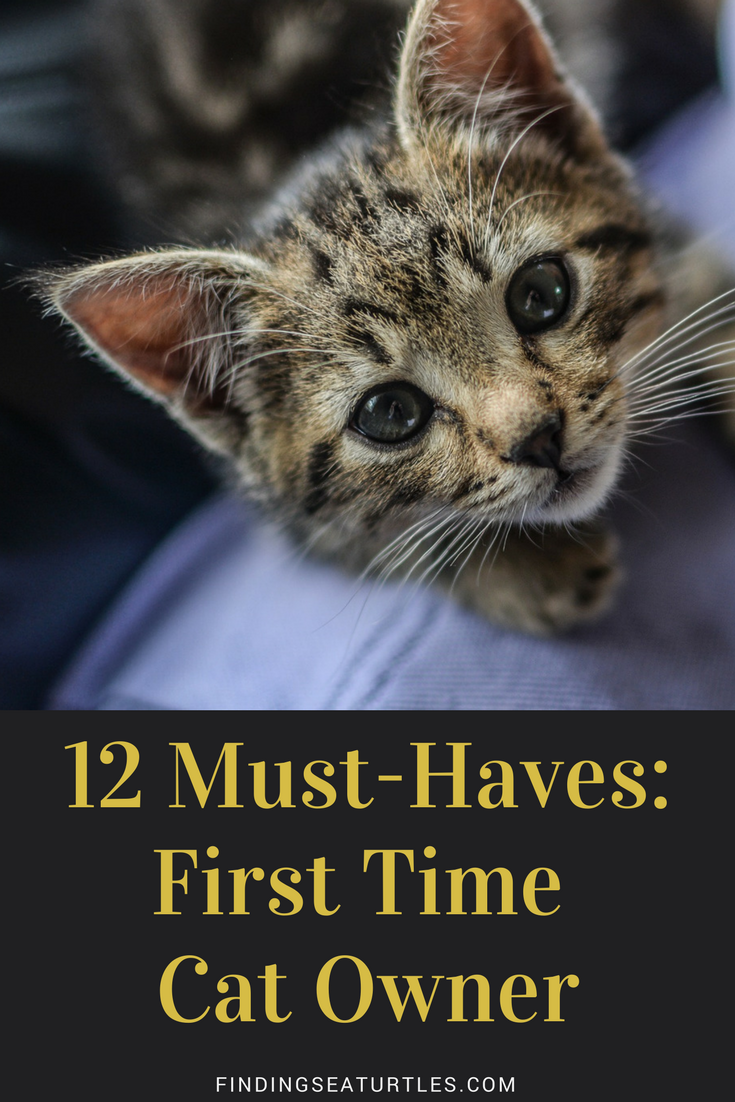 12 Essentials for the First Time Cat Owner