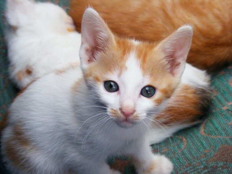 12 Essentials for the First Time Cat Owner