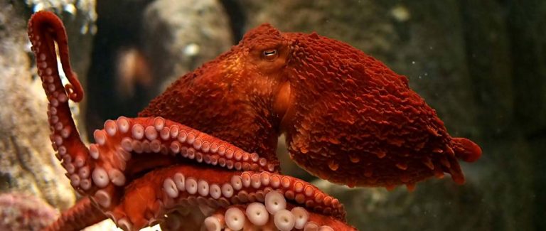 Sealife Spotlight: 20 Octopus Facts You Didn't Know