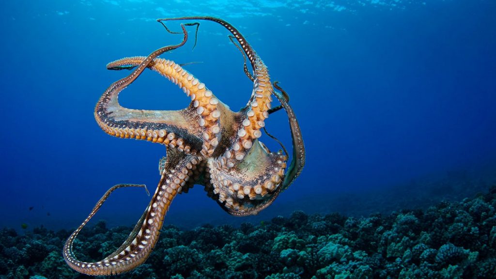 Sealife Spotlight: 20 Octopus Facts You Didn't Know
