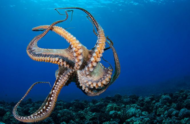Sealife Spotlight: 20 Octopus Facts You Didn't Know - Finding Sea Turtles