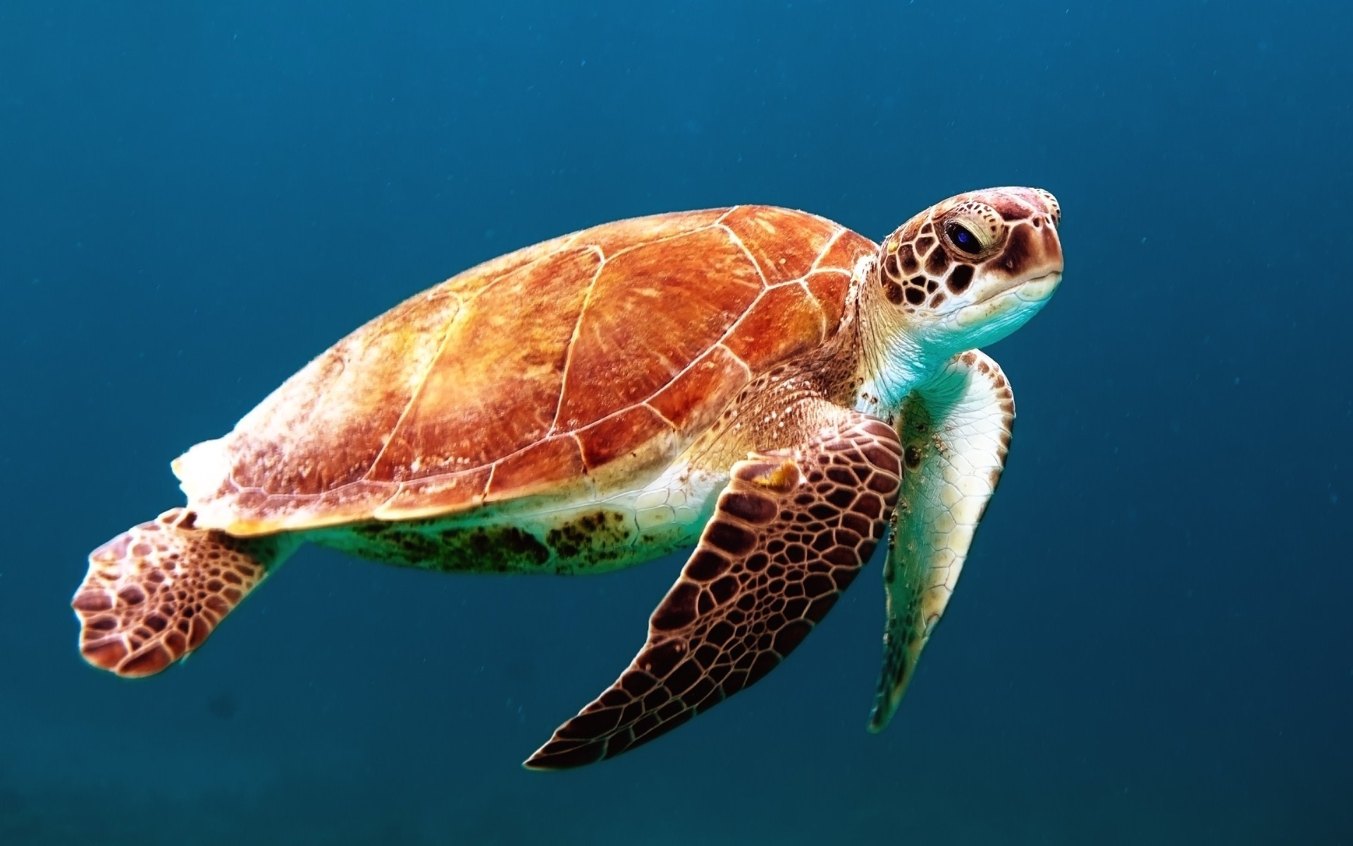 20 Incredible Facts You Didn't Know About Turtles