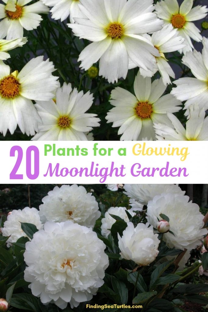 20 Plants to Brighten Your Garden by Moonlight