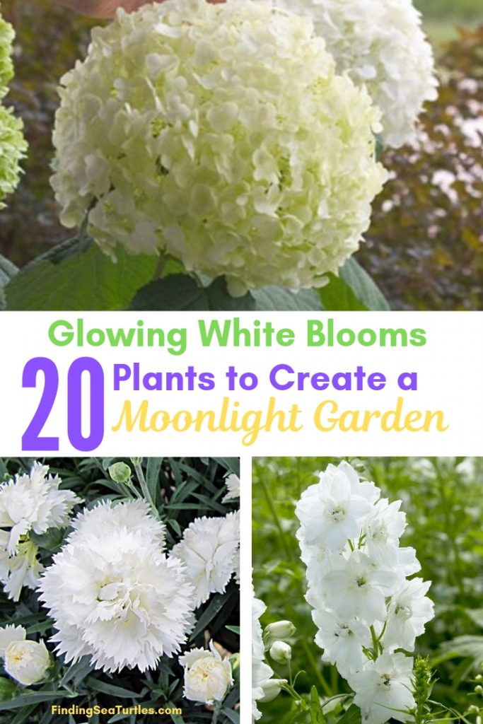 20 Plants to Brighten Your Garden by Moonlight