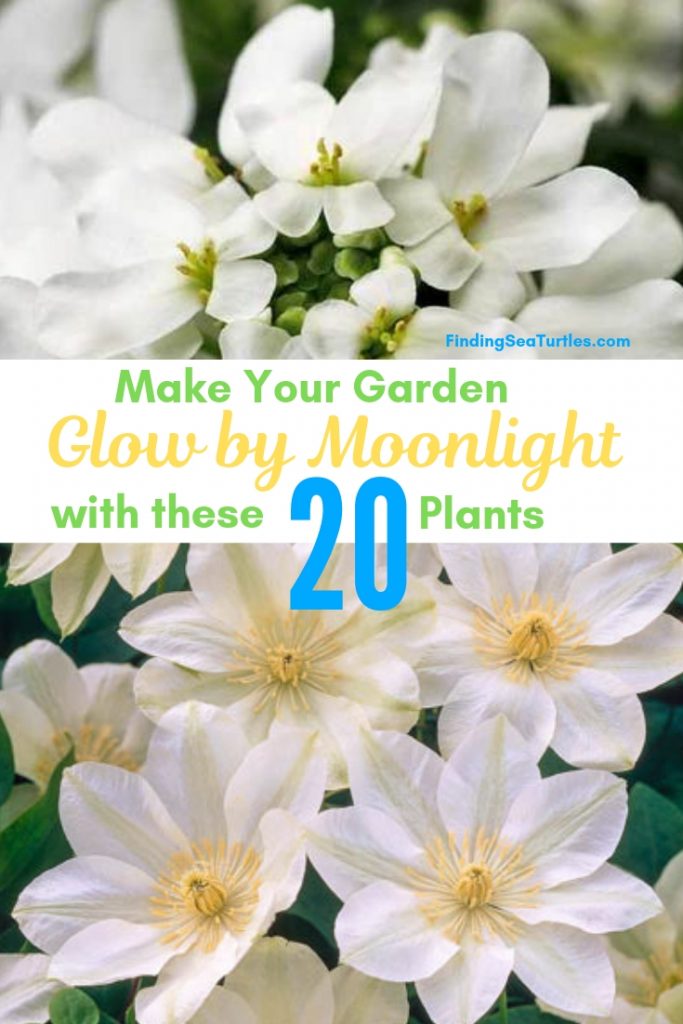 20 Plants to Brighten Your Garden by Moonlight