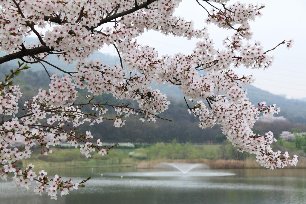 15 BEST Cherry Blossom Viewing Places Around the USA