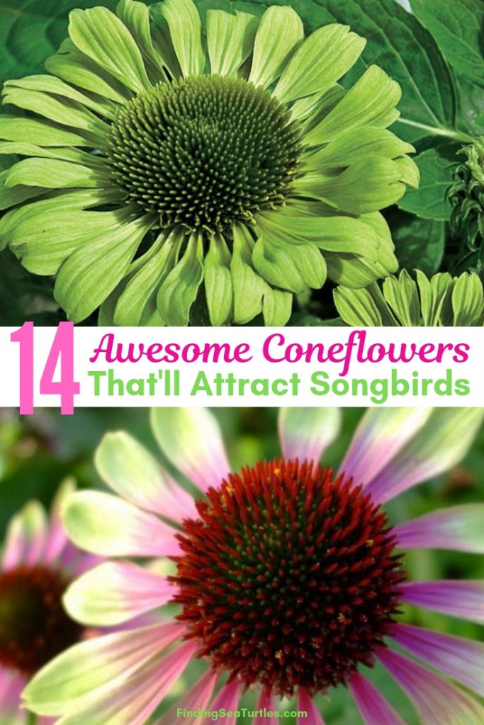 14 Colorful Coneflowers to Brighten Your Summer Garden