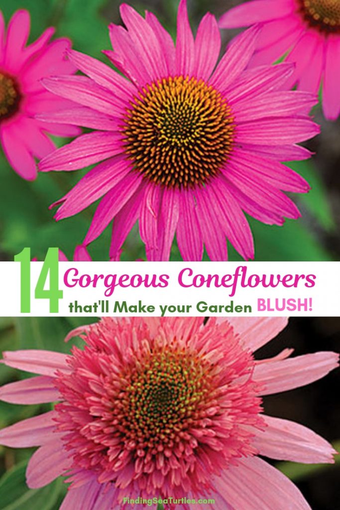 14 Colorful Coneflowers to Brighten Your Summer Garden