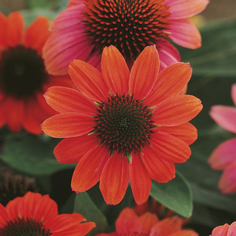 14 Colorful Coneflowers to Brighten Your Summer Garden