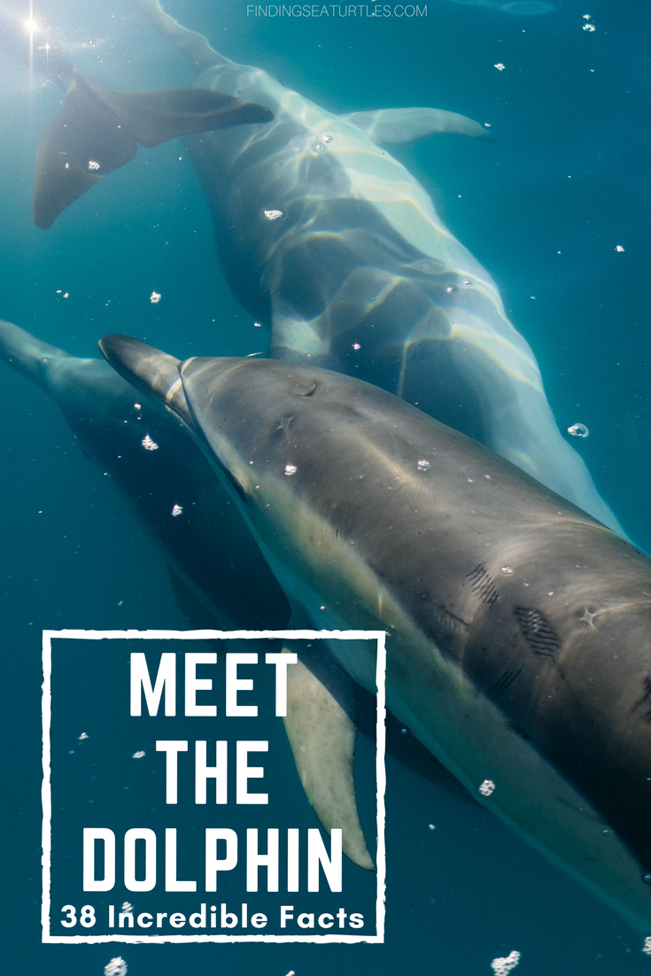 Sealife Spotlight: 38 Dolphin Facts You Didn't Know