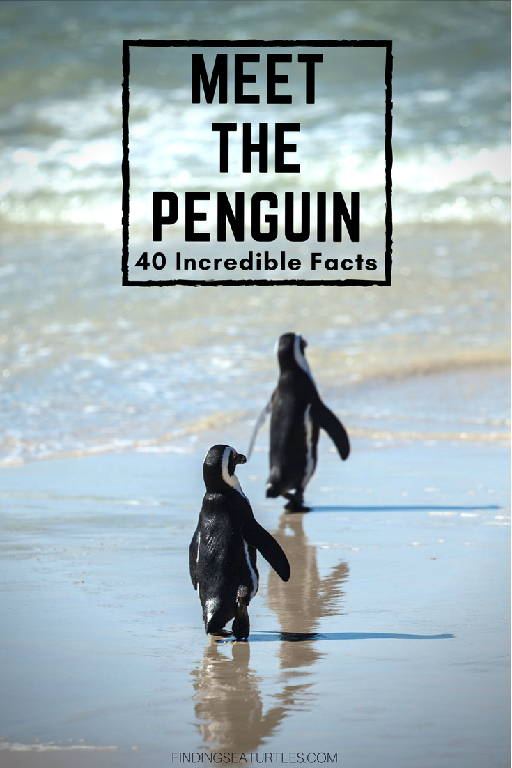 Sealife Spotlight: 40 Penguin Facts You Didn't Know