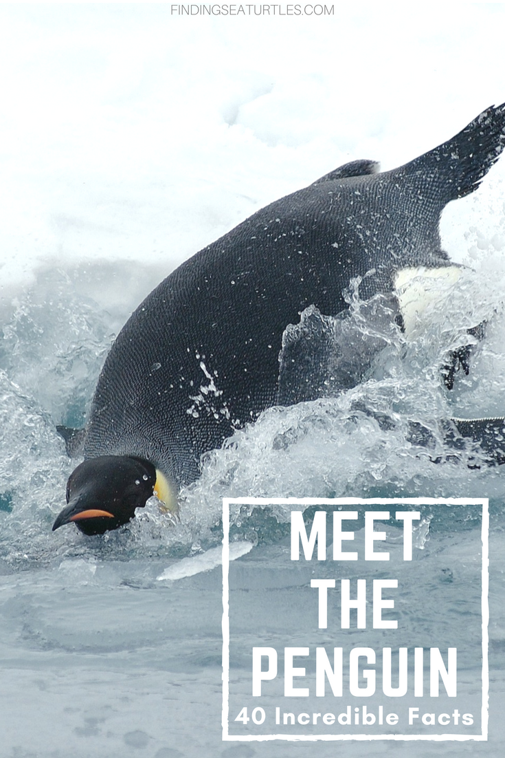 Sealife Spotlight: 40 Penguin Facts You Didn't Know