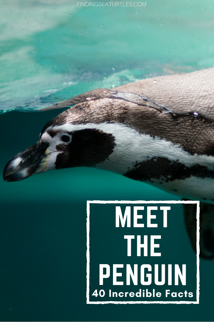 Sealife Spotlight: 40 Penguin Facts You Didn't Know