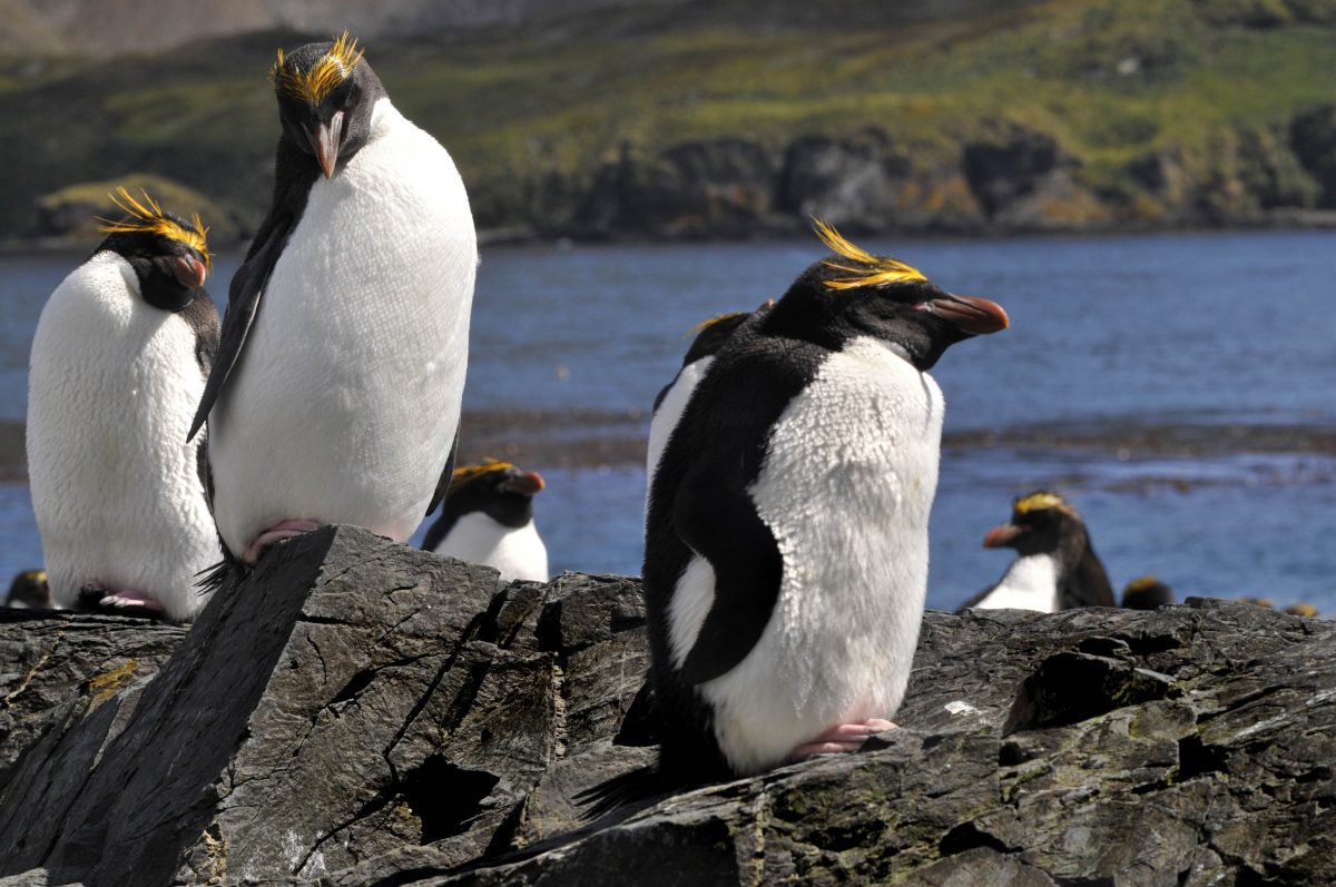 Sealife Spotlight: 40 Penguin Facts You Didn't Know