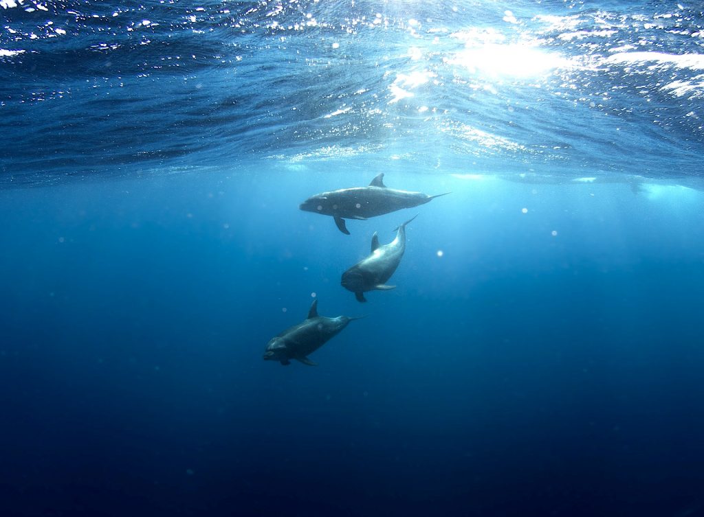 Sealife Spotlight: 38 Dolphin Facts You Didn't Know