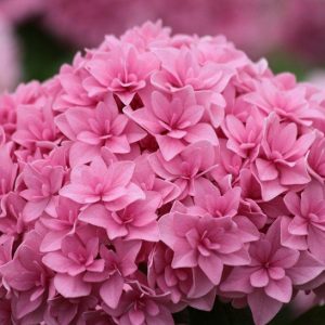 8 Most Popular Hydrangeas That Gardeners Love