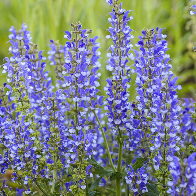 12 Perennials That Butterflies Find Irresistible
