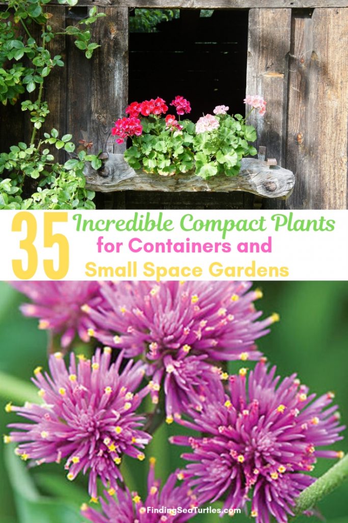 35 Perfect Container Plants for Small Spaces