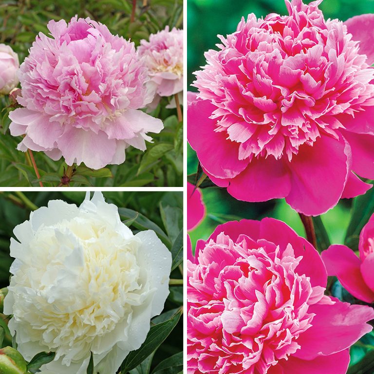 32 Most Fragrant Perennials