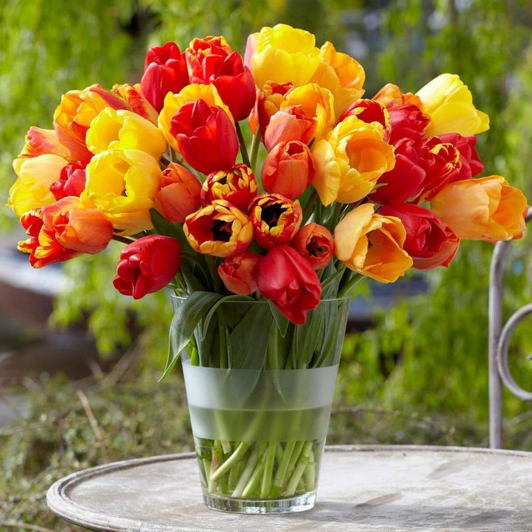 28 Spring Blooming Tulips to Plant This Fall!