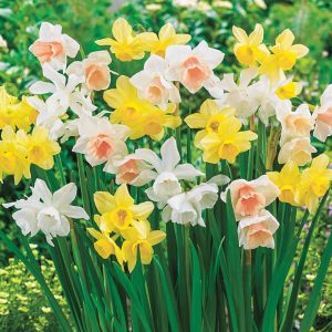 26 Spring Blooming Daffodils To Plant in the Fall