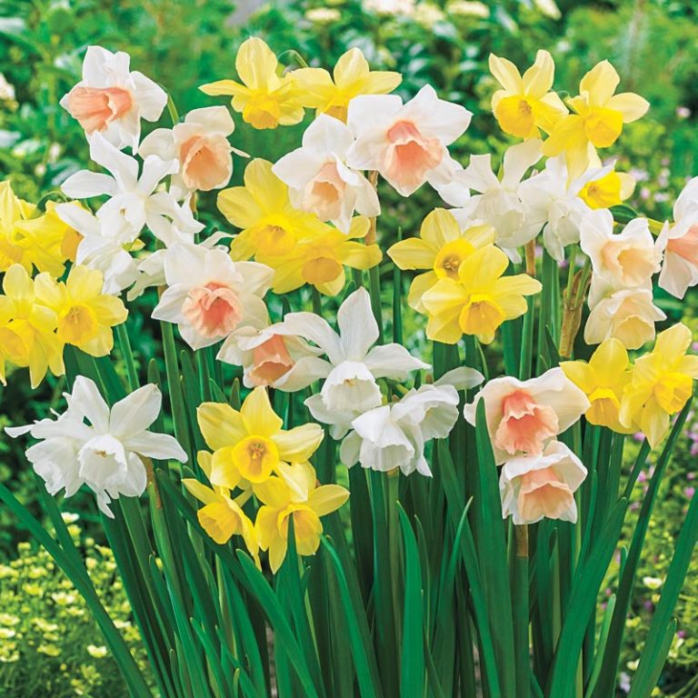 26 Spring Blooming Daffodils To Plant in the Fall