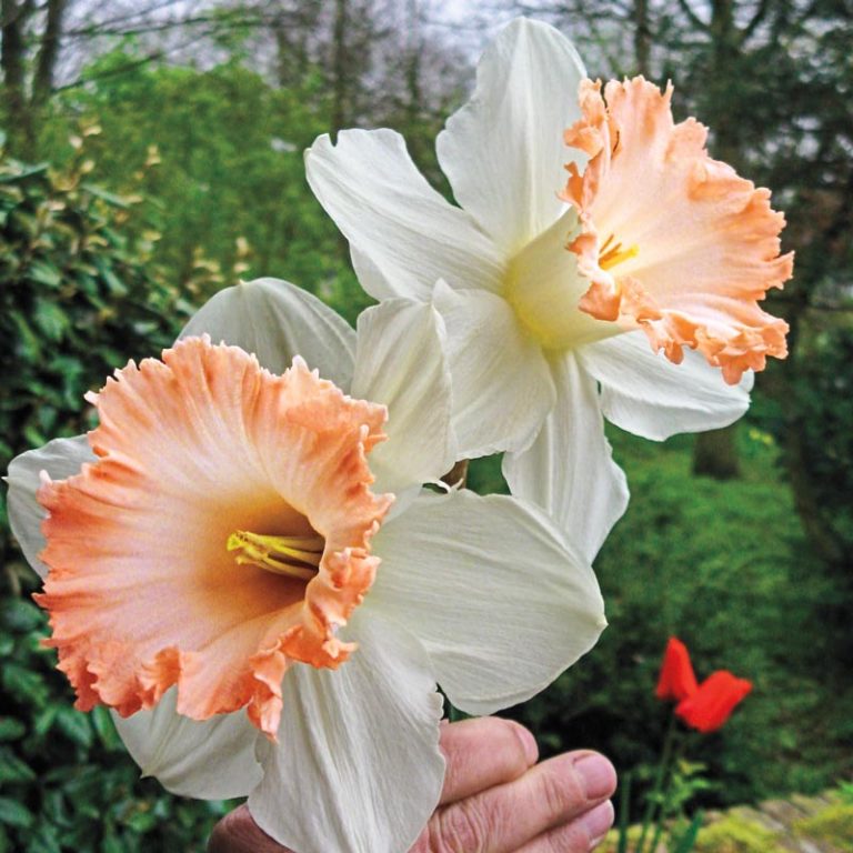 26 Spring Blooming Daffodils To Plant in the Fall