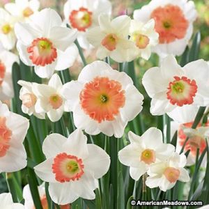 26 Spring Blooming Daffodils To Plant in the Fall