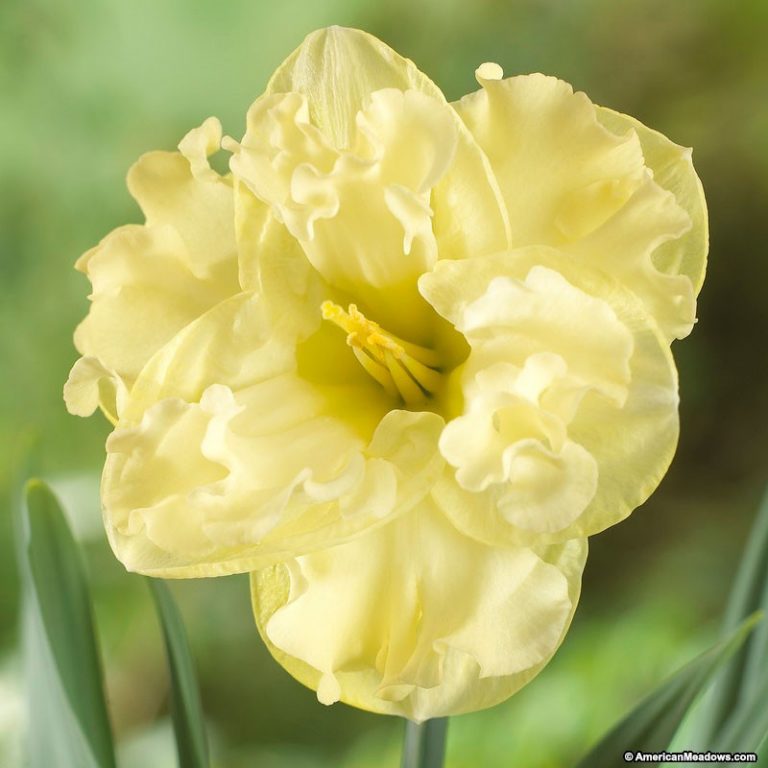 26 Spring Blooming Daffodils To Plant in the Fall