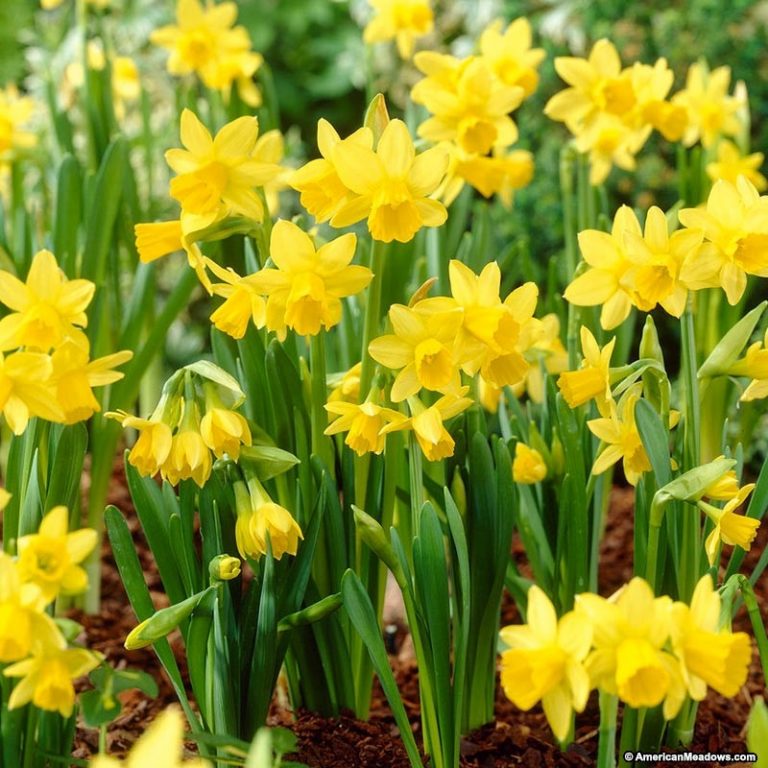 26 Spring Blooming Daffodils To Plant in the Fall