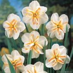 26 Spring Blooming Daffodils To Plant in the Fall
