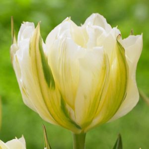 28 Spring Blooming Tulips to Plant This Fall!