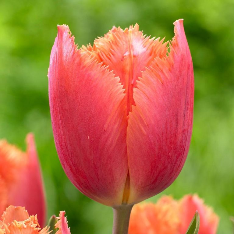 28 Spring Blooming Tulips to Plant This Fall!