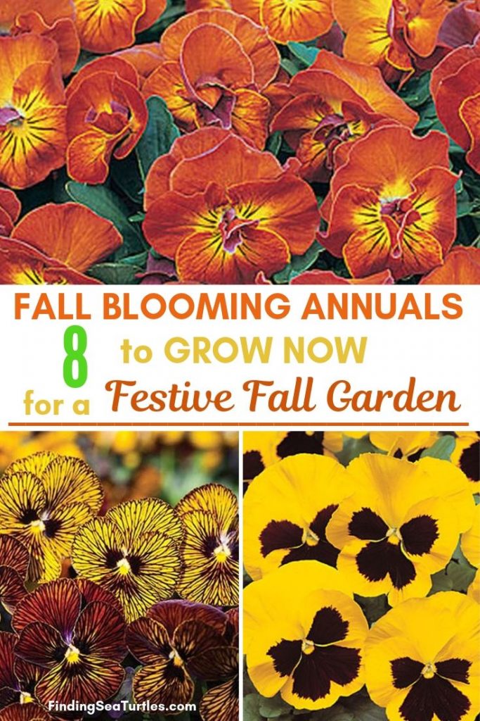 8 Fantastic Fall Annuals to Plant this Fall