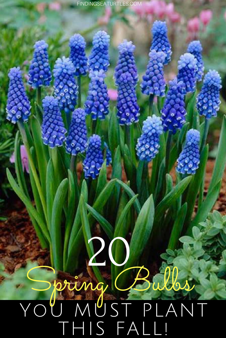 20 Sensational Spring Blooming Bulbs to Plant This Fall!