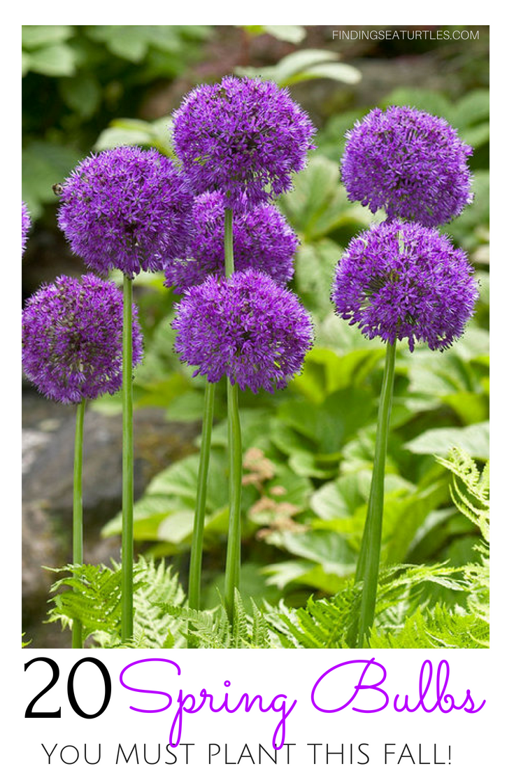 20 Sensational Spring Blooming Bulbs to Plant This Fall!