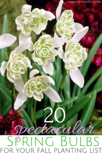 20 Sensational Spring Blooming Bulbs to Plant This Fall!