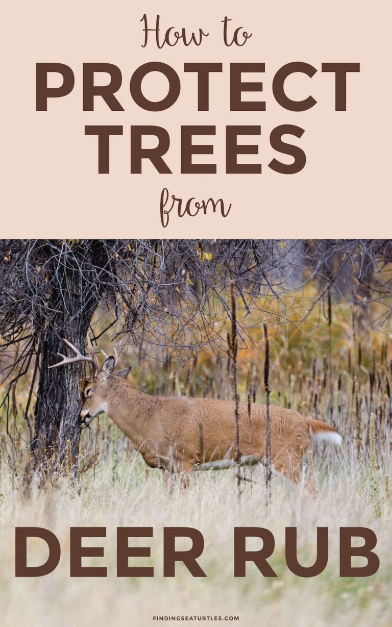 How to Protect Trees From Deer Rub