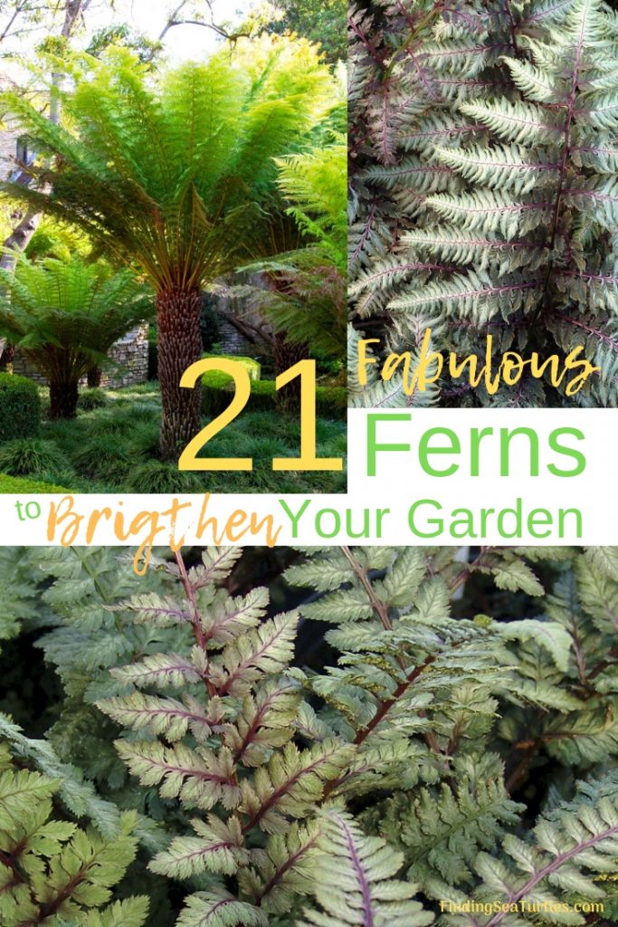21 Best Ferns for Your Garden