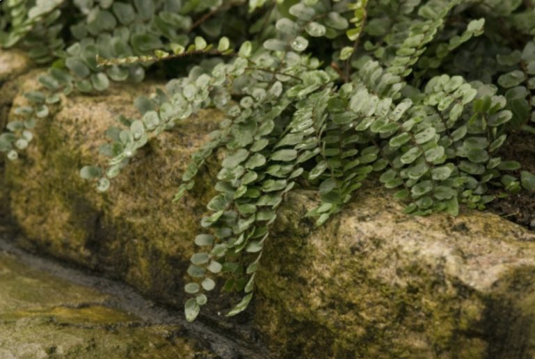 21 Best Ferns for Your Garden