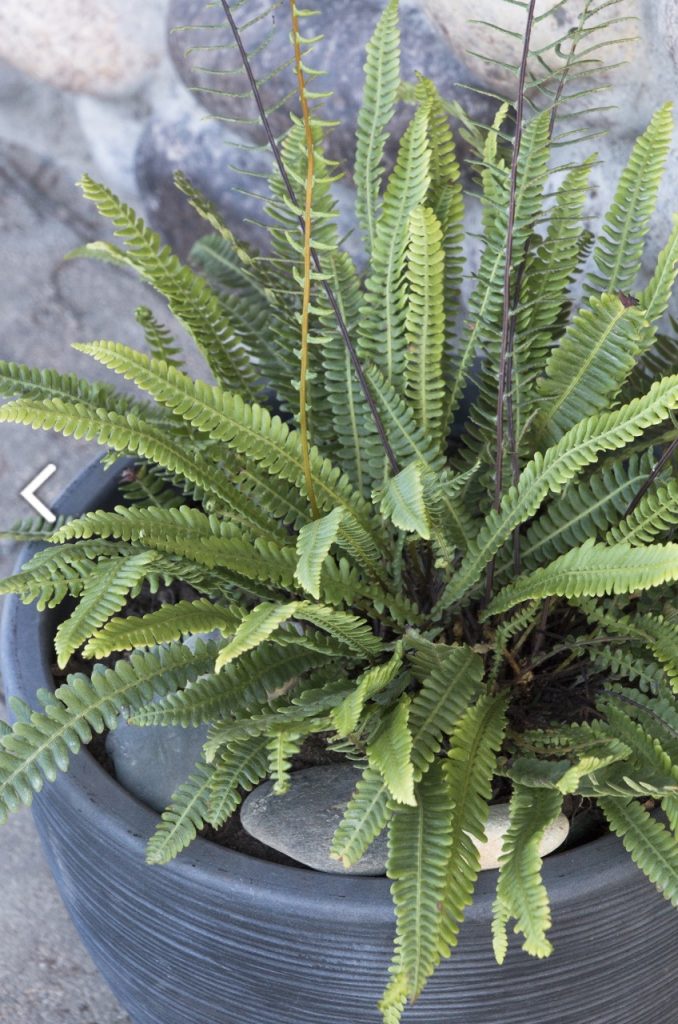 21 Best Ferns for Your Garden
