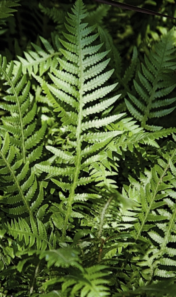 21 Best Ferns for Your Garden