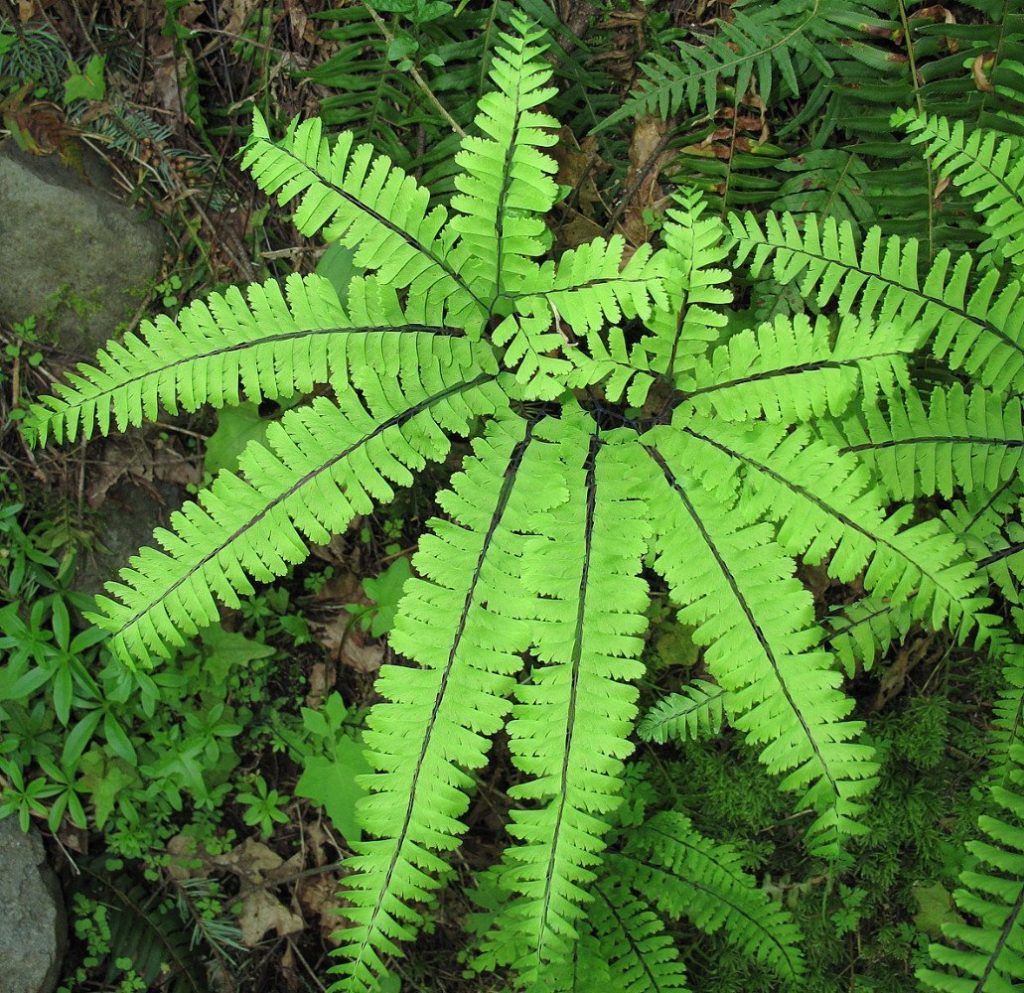 21 Best Ferns for Your Garden