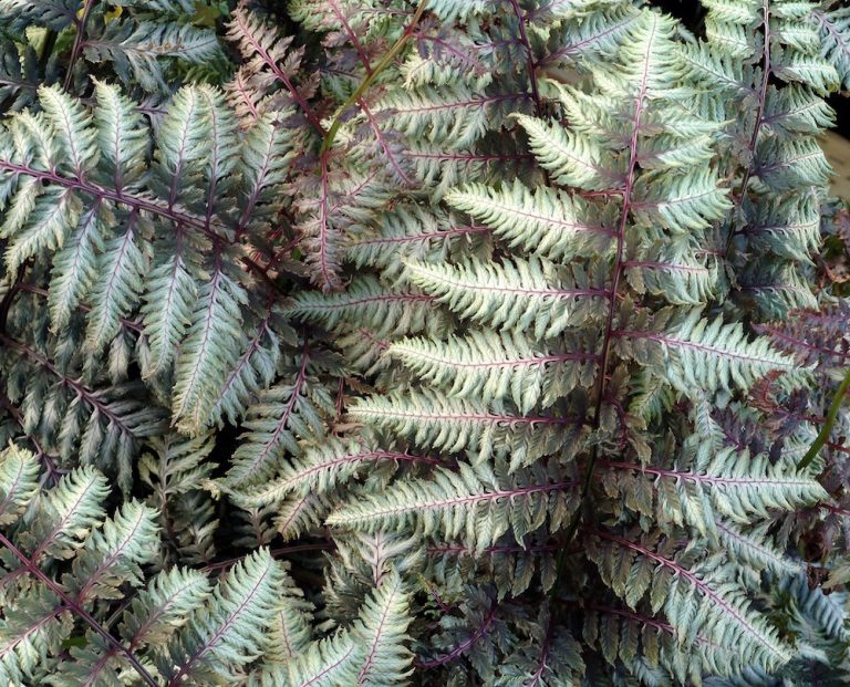 21 Best Ferns for Your Garden