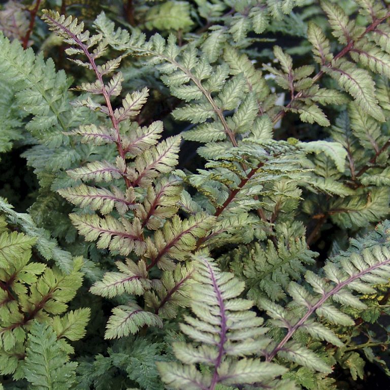 21 Best Ferns for Your Garden