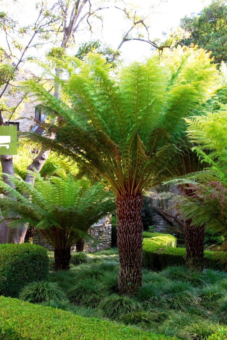 21 Best Ferns for Your Garden