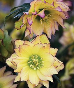 Create a Garden Wonderland with Woodland Plants