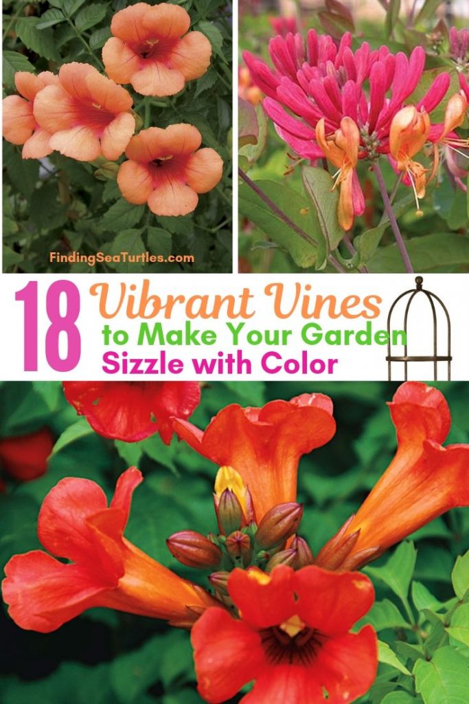 18 Fabulous Flower Vines for Your Arbor, Trellis, or Pergola