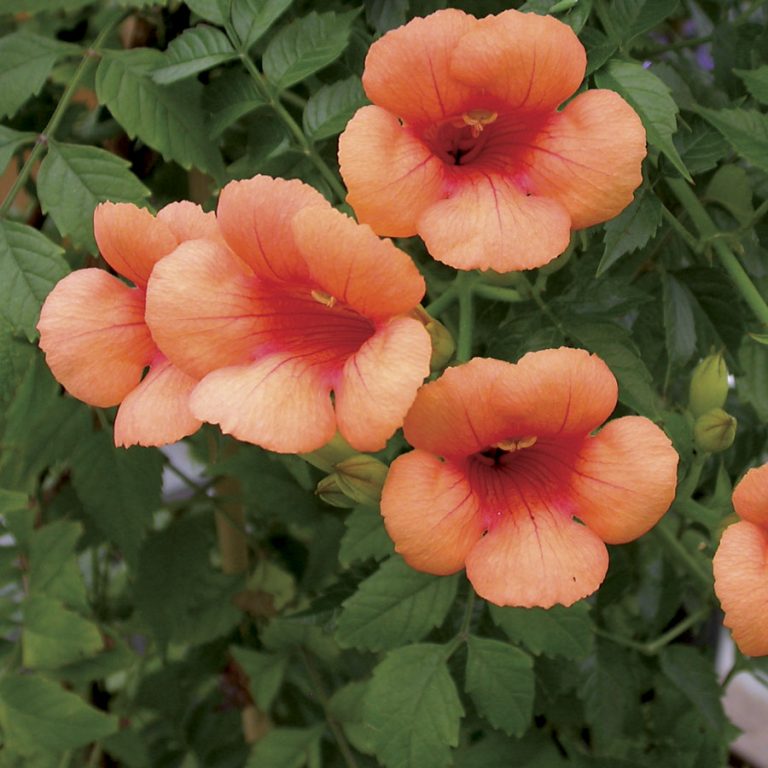 18 Fabulous Flower Vines for Your Arbor, Trellis, or Pergola